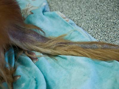 Meet Grizzly Bear (Fabio) 10-157 - Retrieve a Golden of the Midwest