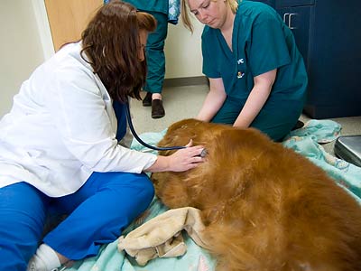 Meet Grizzly Bear (Fabio) 10-157 - Retrieve a Golden of the Midwest