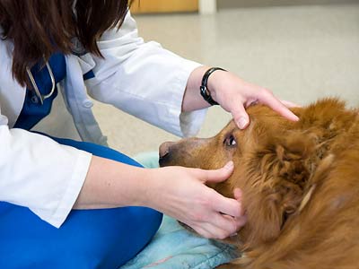 Meet Grizzly Bear (Fabio) 10-157 - Retrieve a Golden of the Midwest