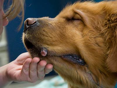 Meet Grizzly Bear (Fabio) 10-157 - Retrieve a Golden of the Midwest