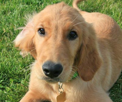 Meet Kiana 10-147 - Retrieve a Golden of the Midwest
