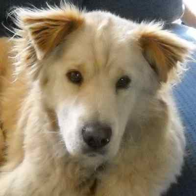 Meet Mabel 10-283 - Retrieve a Golden of the Midwest