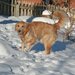 Meet Eva 10-377 - Retrieve a Golden of the Midwest