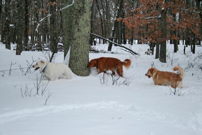 Meet Eva 10-377 - Retrieve a Golden of the Midwest
