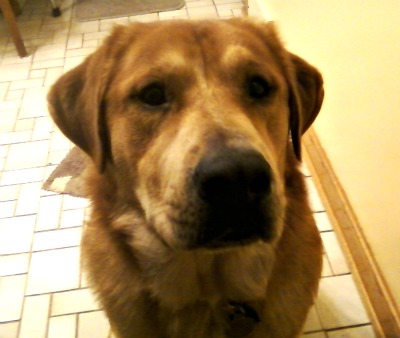 Meet Rex 11-407 - Retrieve a Golden of the Midwest