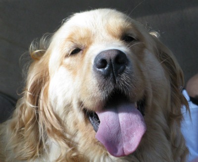 Meet Breezy (Sandra) 11-247 - Retrieve a Golden of the Midwest