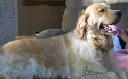 Meet Breezy (Sandra) 11-247 - Retrieve a Golden of the Midwest