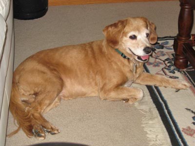 Meet Trixie 11-205 - Retrieve a Golden of the Midwest