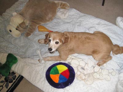 Meet Trixie 11-205 - Retrieve a Golden of the Midwest