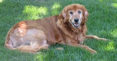 Meet Jack 12-206 - Retrieve a Golden of the Midwest