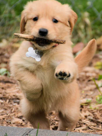 Meet Denali (Reese) 13-320 - Retrieve a Golden of the Midwest