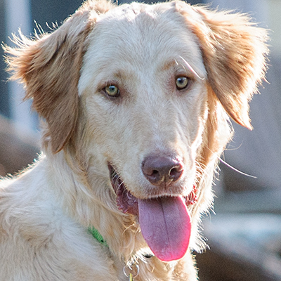 Meet Rhody (Rhodes) 13-184 - Retrieve a Golden of the Midwest