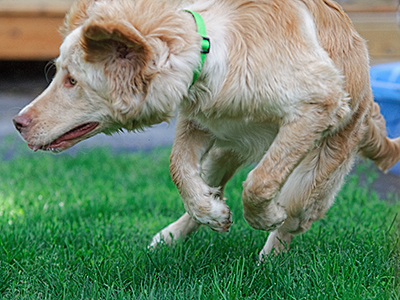 Meet Rhody (Rhodes) 13-184 - Retrieve a Golden of the Midwest