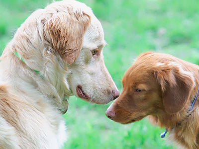 Meet Rhody (Rhodes) 13-184 - Retrieve a Golden of the Midwest