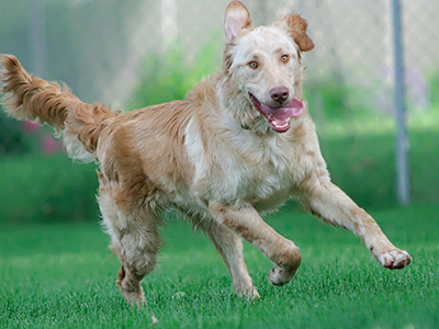 Meet Rhody (Rhodes) 13-184 - Retrieve a Golden of the Midwest