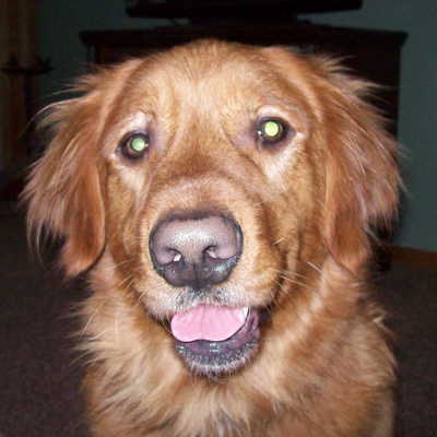 Meet Rusty 13-017 - Retrieve a Golden of the Midwest