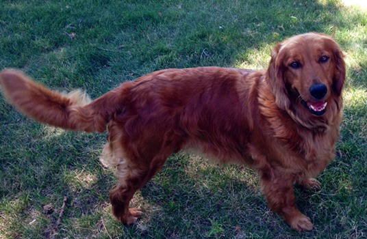 Meet Ruby (Scout) 13-186 - Retrieve a Golden of the Midwest