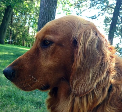 Meet Ruby (Scout) 13-186 - Retrieve a Golden of the Midwest
