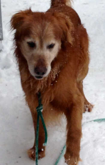 Meet Riley 14-043 - Retrieve a Golden of the Midwest