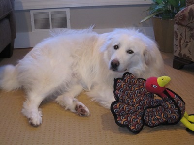Meet Tucker 14-039 - Retrieve a Golden of the Midwest