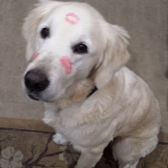 Meet Doc (Baxter) 15-210TD - Retrieve a Golden of the Midwest