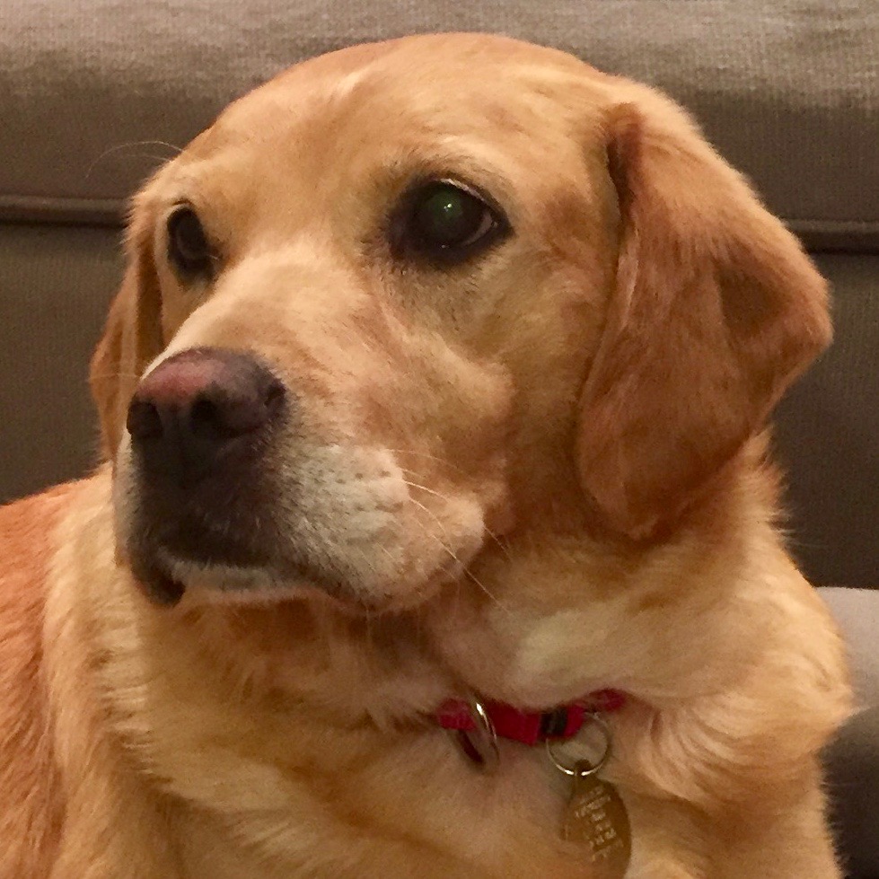 Meet Taffy 15-117 - Retrieve a Golden of the Midwest