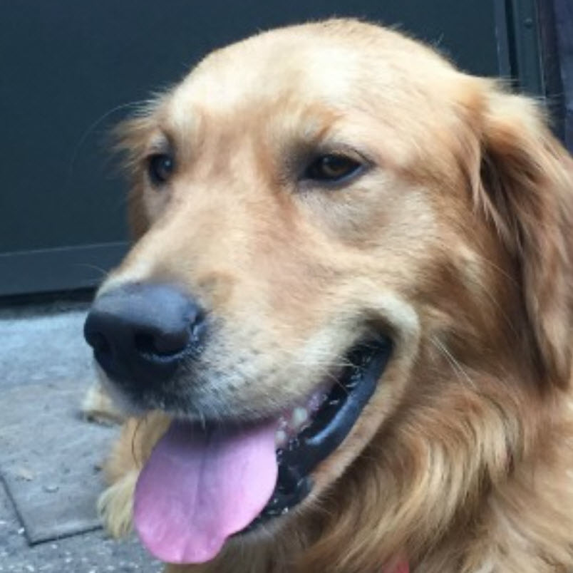 Meet Riley (Orion) 16-190TD - Retrieve a Golden of the Midwest