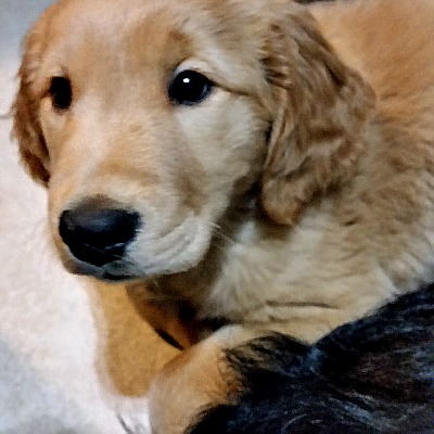 Meet Rusty 16-282 - Retrieve a Golden of the Midwest