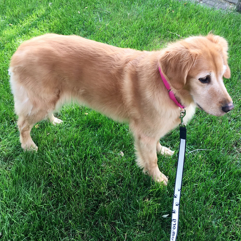 Meet Hannah 17-184 - Retrieve a Golden of the Midwest
