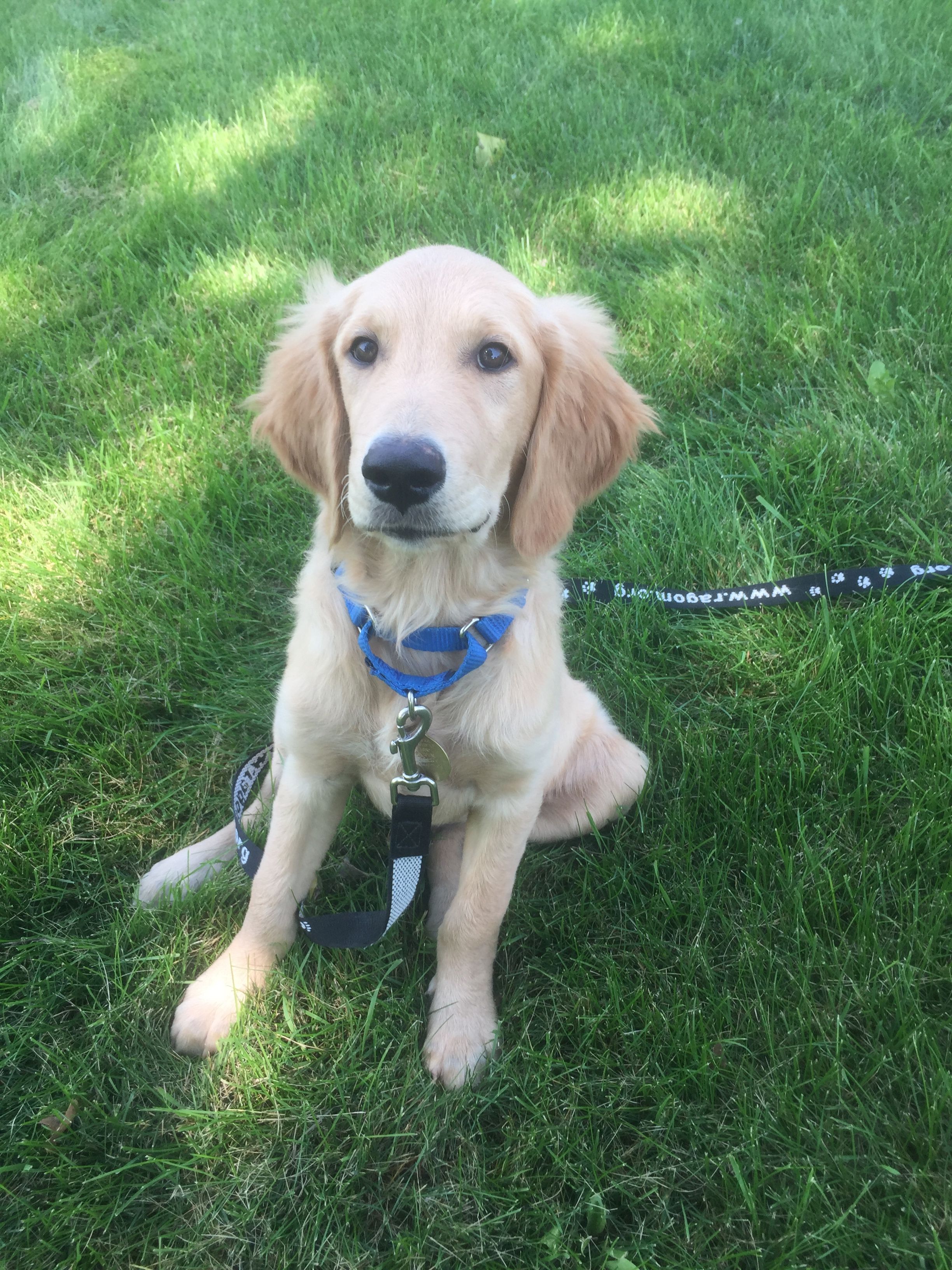 Meet Boz (Jonathan) 17-166 - Retrieve a Golden of the Midwest