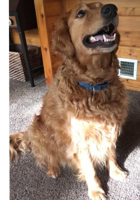 Meet Rex 17-128 - Retrieve a Golden of the Midwest