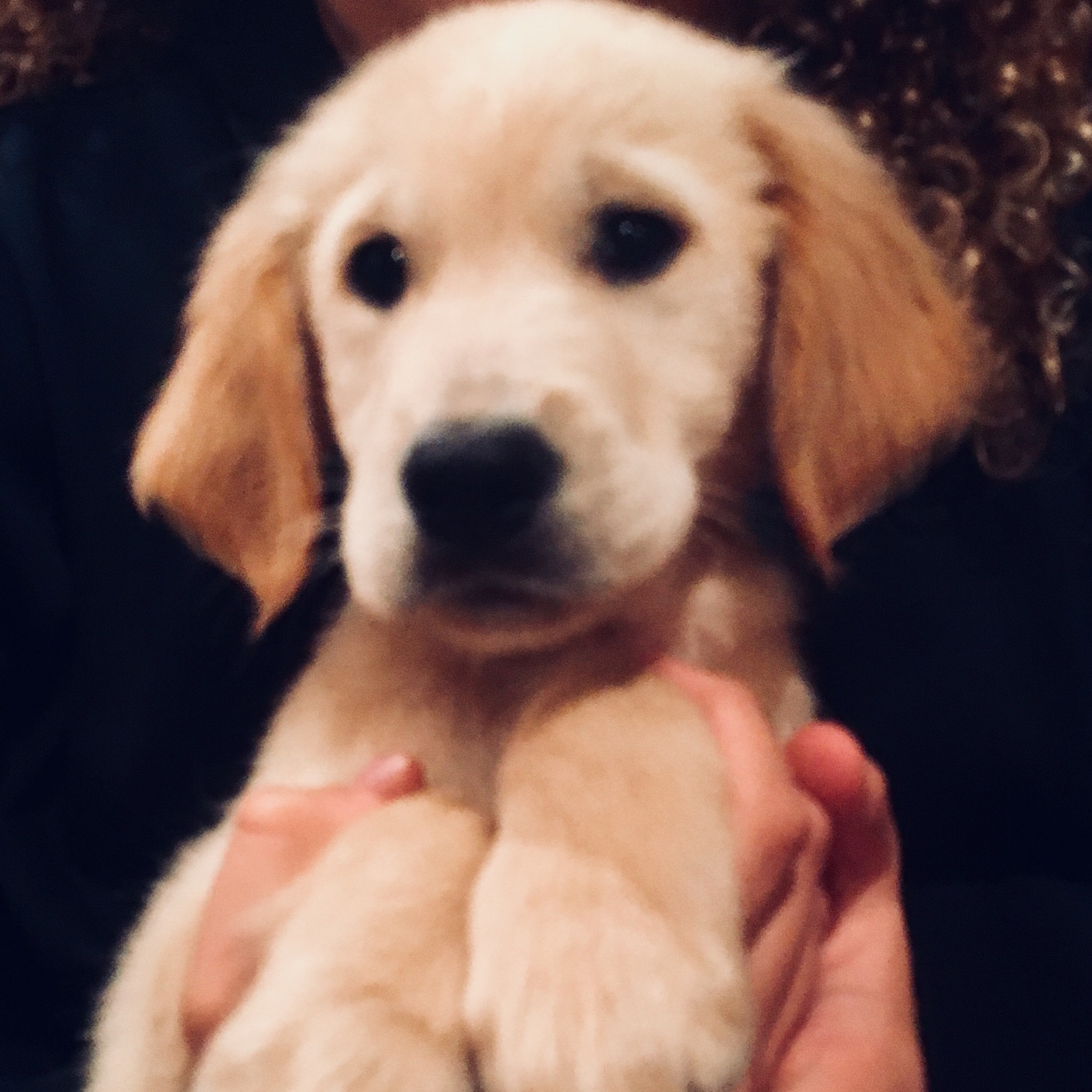 Meet Ridley 17-263 - Retrieve a Golden of the Midwest