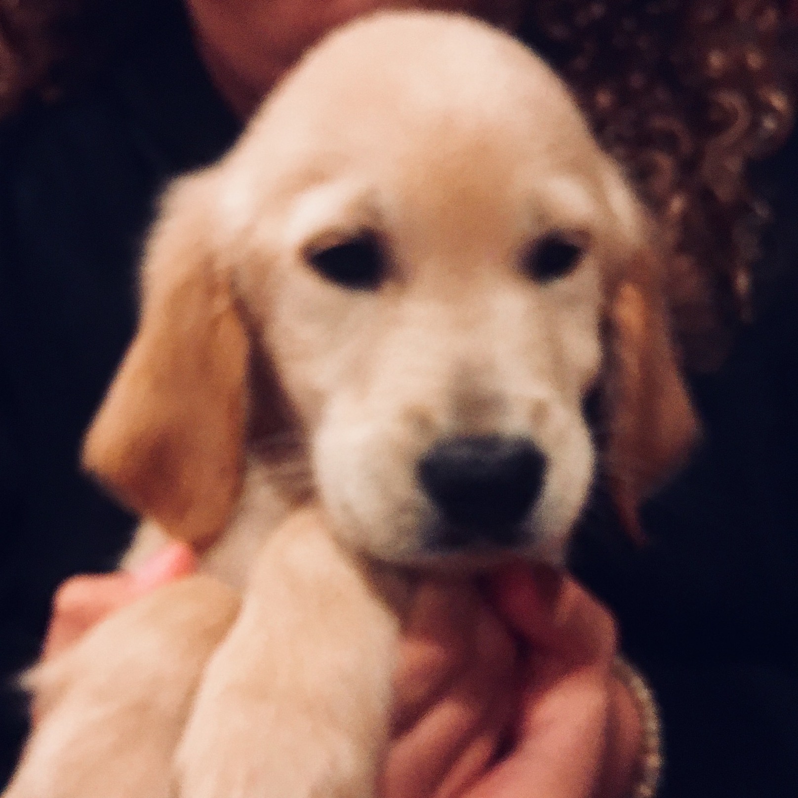 Meet Ridley 17-263 - Retrieve a Golden of the Midwest