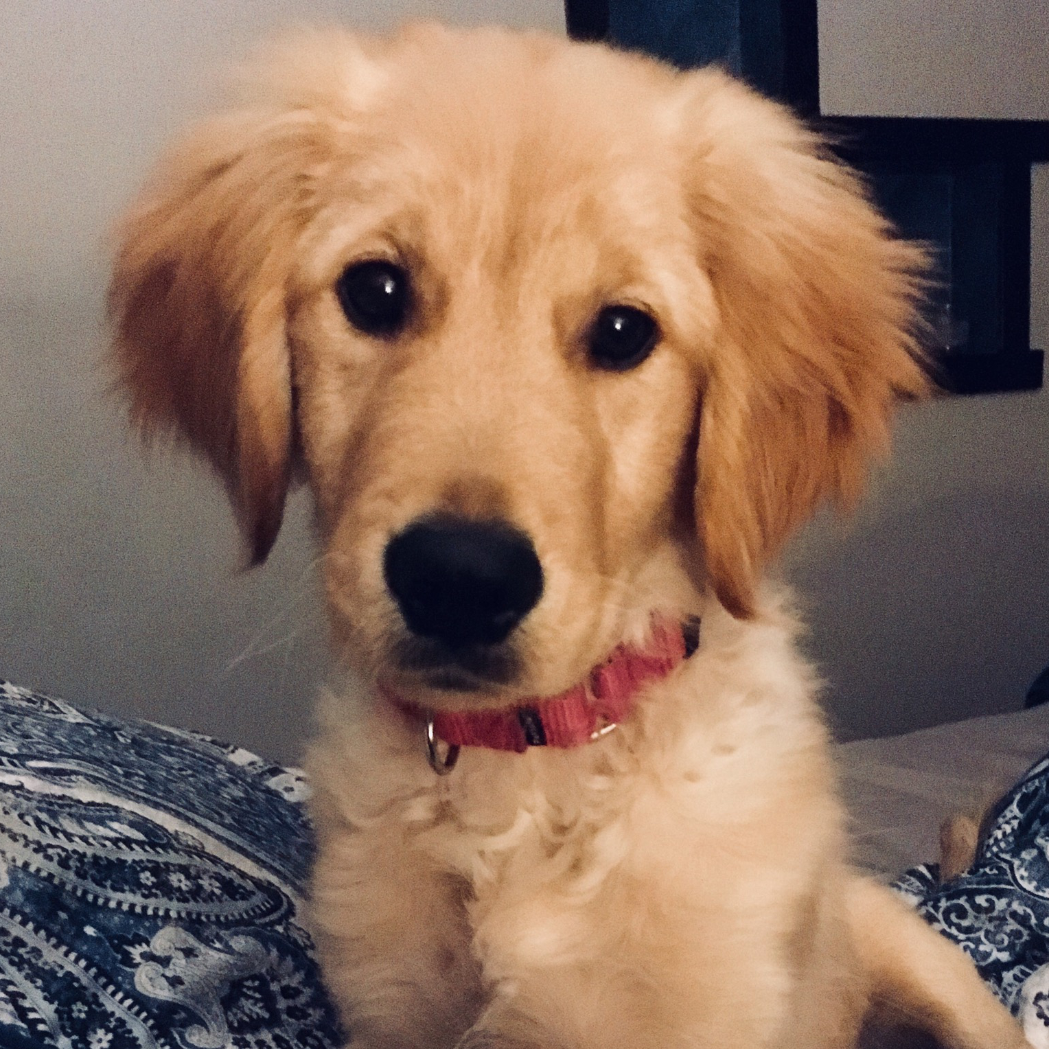 Meet Cooper (Scottie) 17-264 - Retrieve a Golden of the Midwest