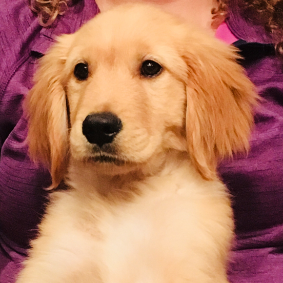Meet Cooper (Scottie) 17-264 - Retrieve a Golden of the Midwest