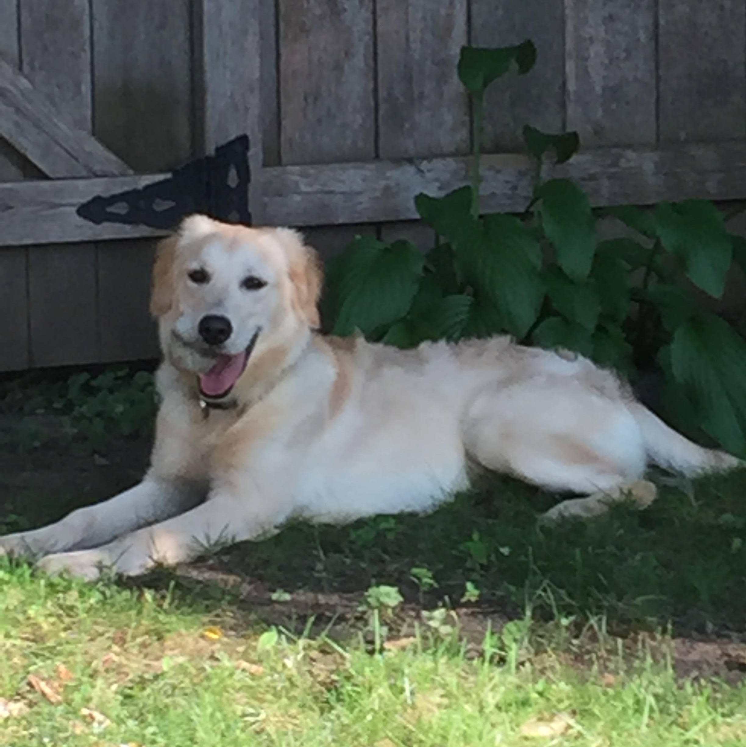 Meet Blue 18-149 - Retrieve a Golden of the Midwest