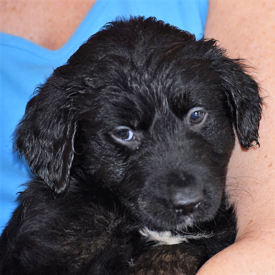 Meet Edith (Daisy) 18-260 - Retrieve a Golden of the Midwest