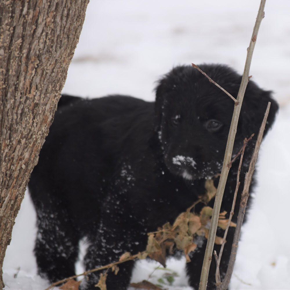 Meet Edith (Daisy) 18-260 - Retrieve a Golden of the Midwest
