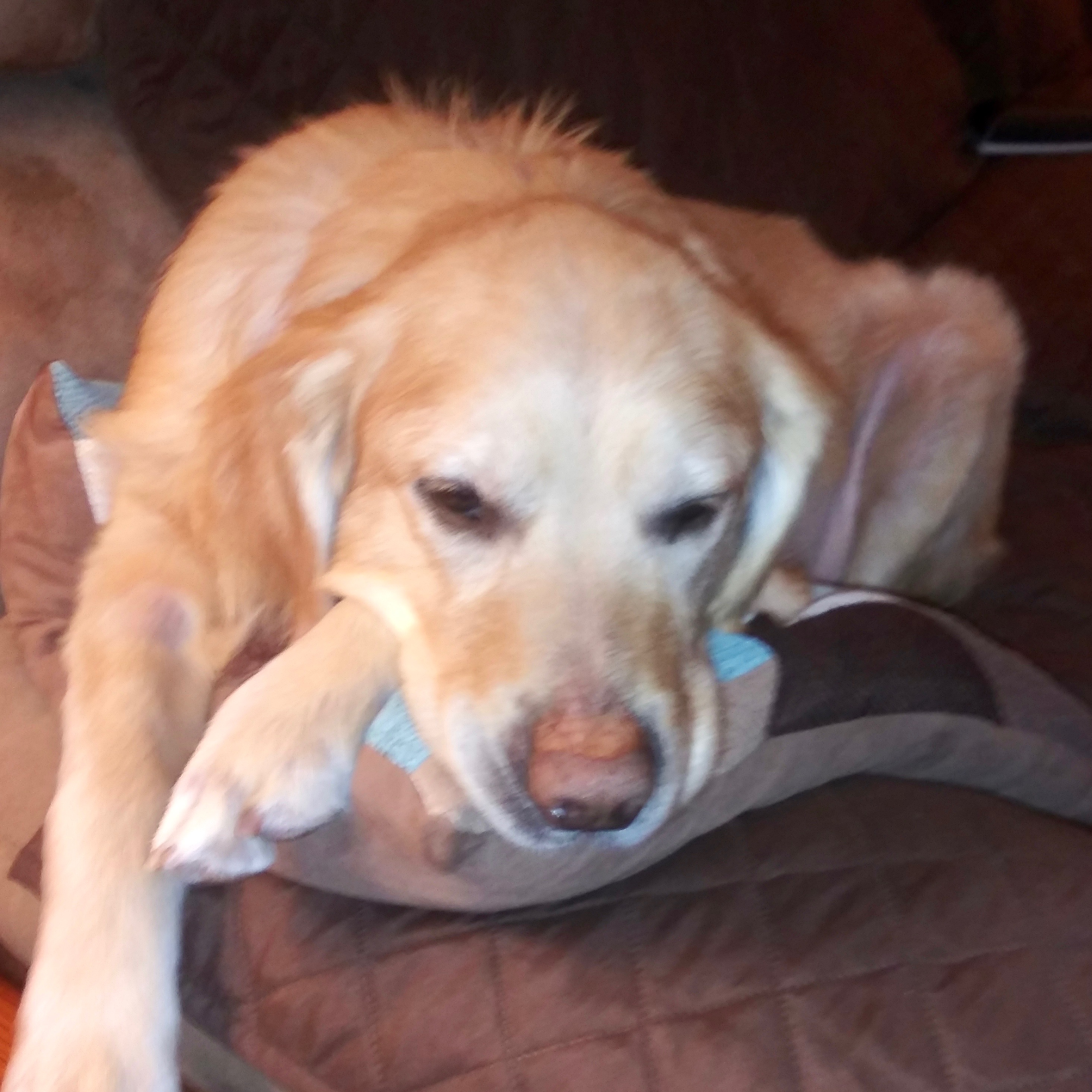 Meet Ryder 18-253 - Retrieve a Golden of the Midwest