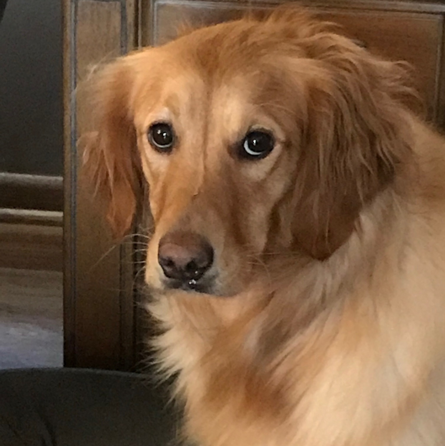 Meet Cora 19-015 - Retrieve a Golden of the Midwest