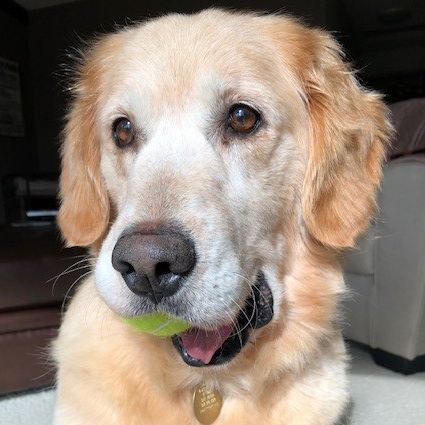 Meet Mabel (Hannah) 19-201C - Retrieve a Golden of the Midwest