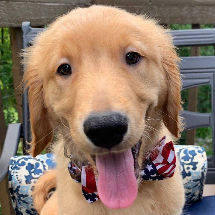 Meet Ranger (Periwinkle) 19-095 - Retrieve a Golden of the Midwest