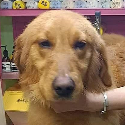 Meet Mei Mei (Spirit) 19-034C - Retrieve a Golden of the Midwest