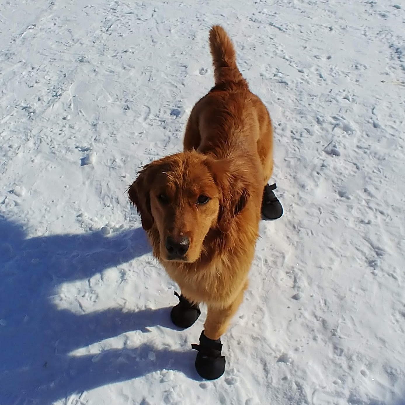 Meet Mei Mei (Spirit) 19-034C - Retrieve a Golden of the Midwest