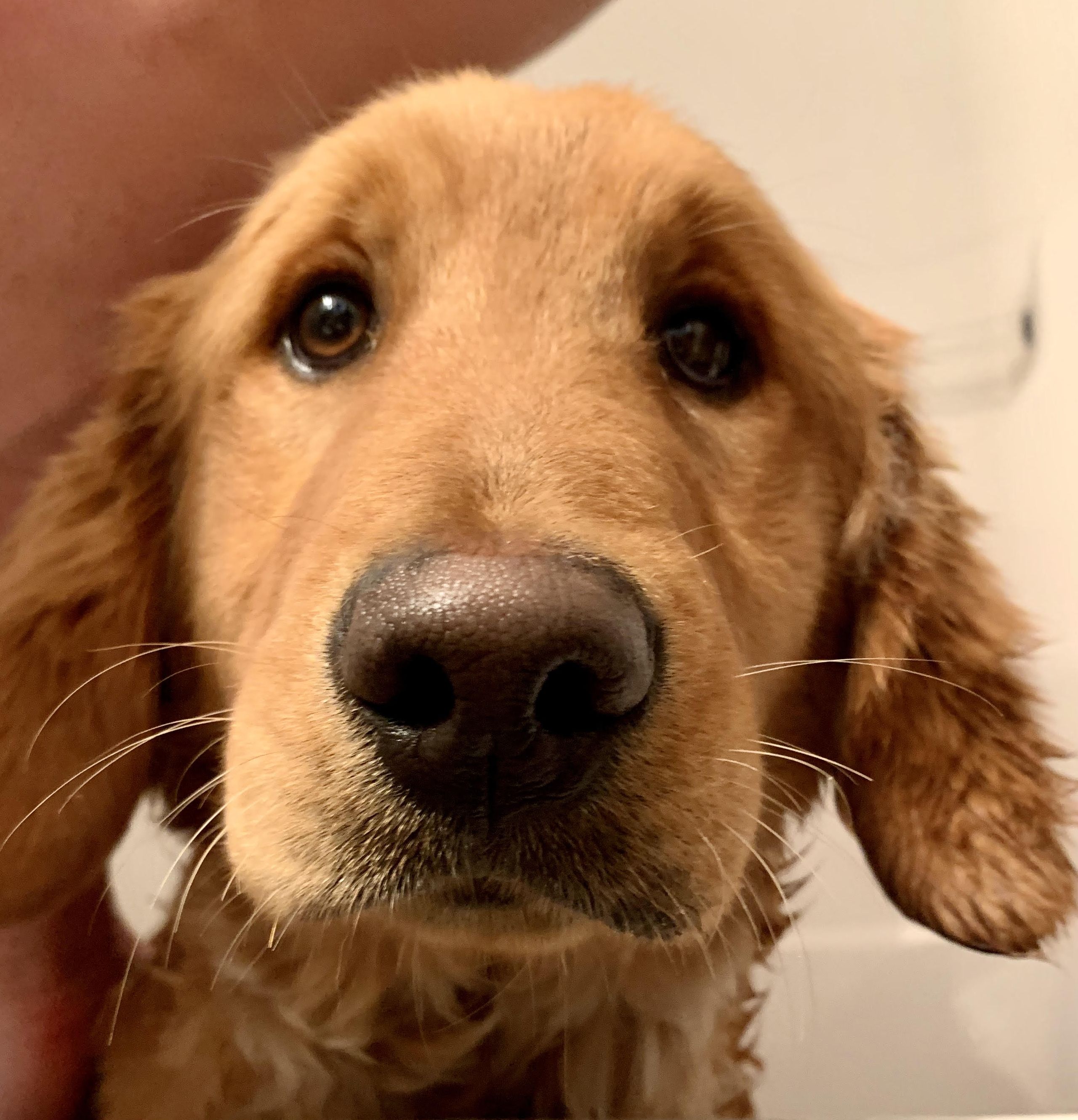 Meet Carson 20-042A - Retrieve a Golden of the Midwest