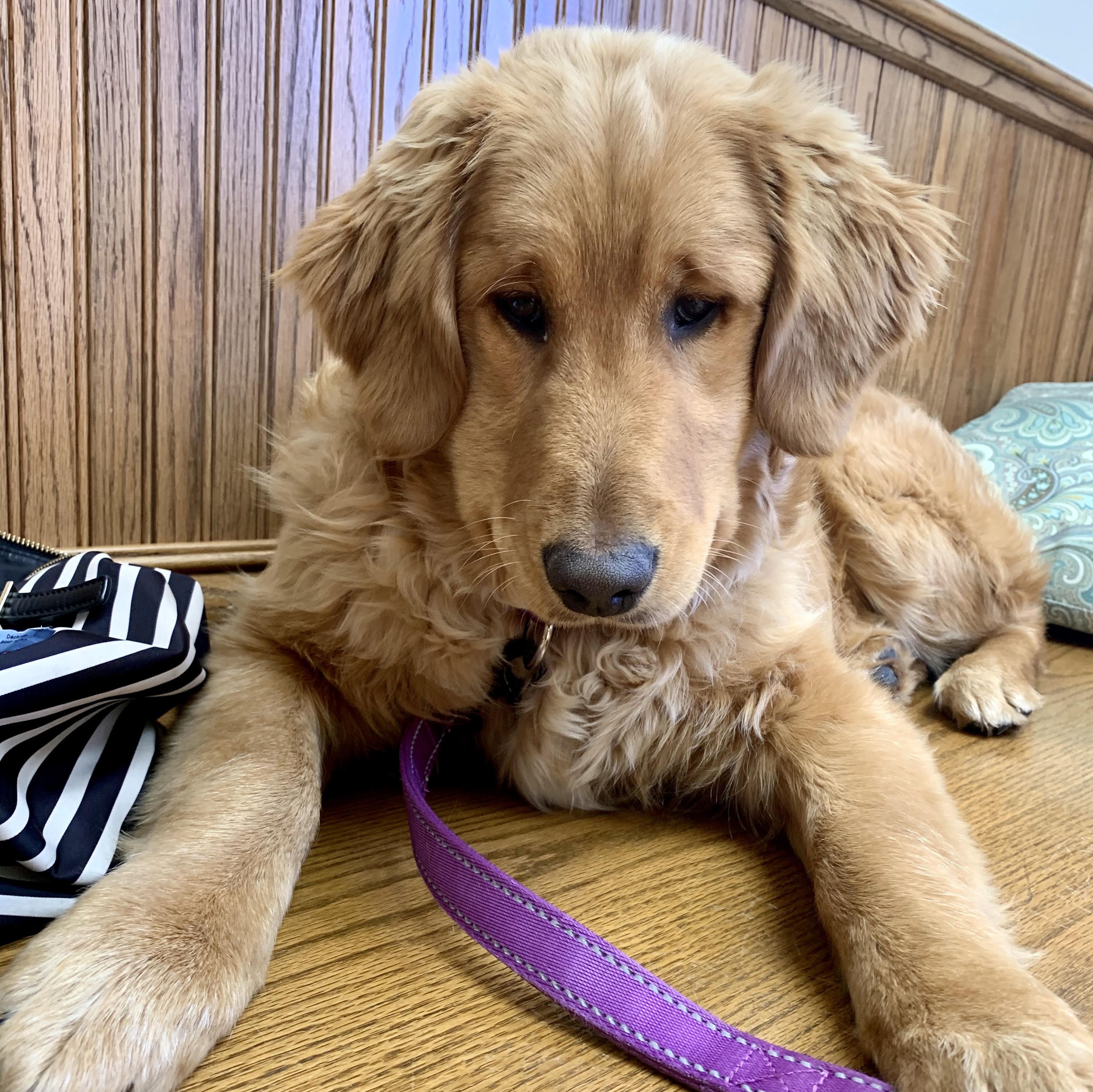 Meet Carson 20-042A - Retrieve a Golden of the Midwest