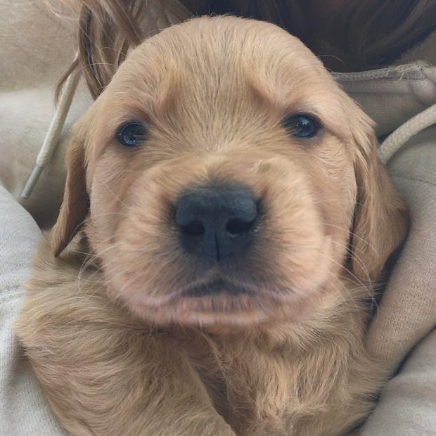 Meet Murphy (Jonah) 20-074 - Retrieve a Golden of the Midwest