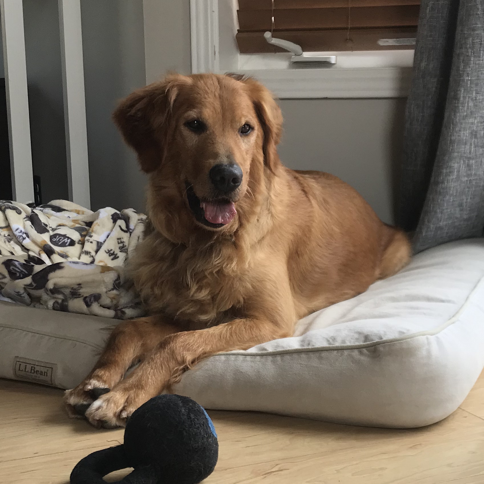 Meet Kyla (Kayla) 20-139 - Retrieve a Golden of the Midwest