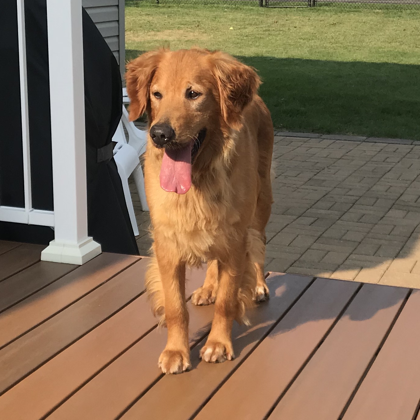 Meet Kyla (Kayla) 20-139 - Retrieve a Golden of the Midwest