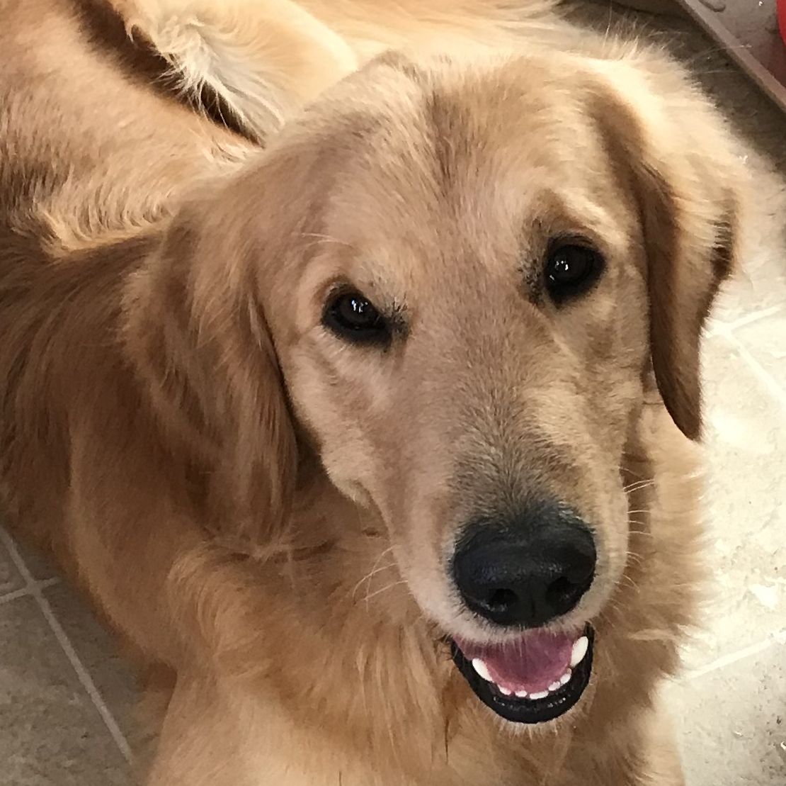 Meet Rex 20-182A - Retrieve a Golden of the Midwest